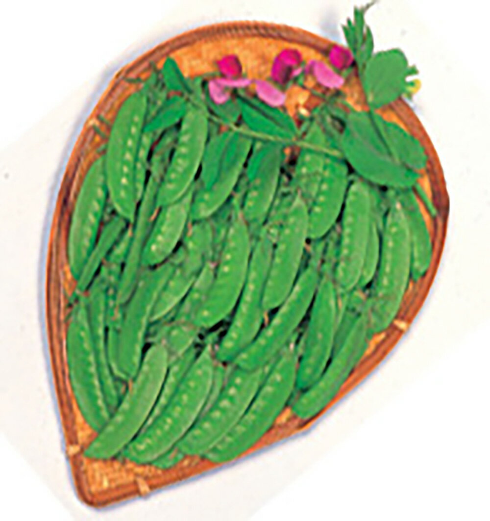 味の良い強健多収種