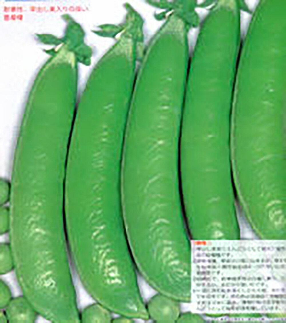 耐寒性、早出し実入りの良い豊産種