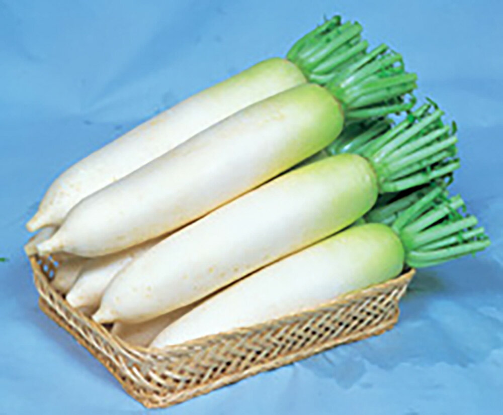 太りは早くス入りの遅い、 スピーディーで味の良い青首総太り大根