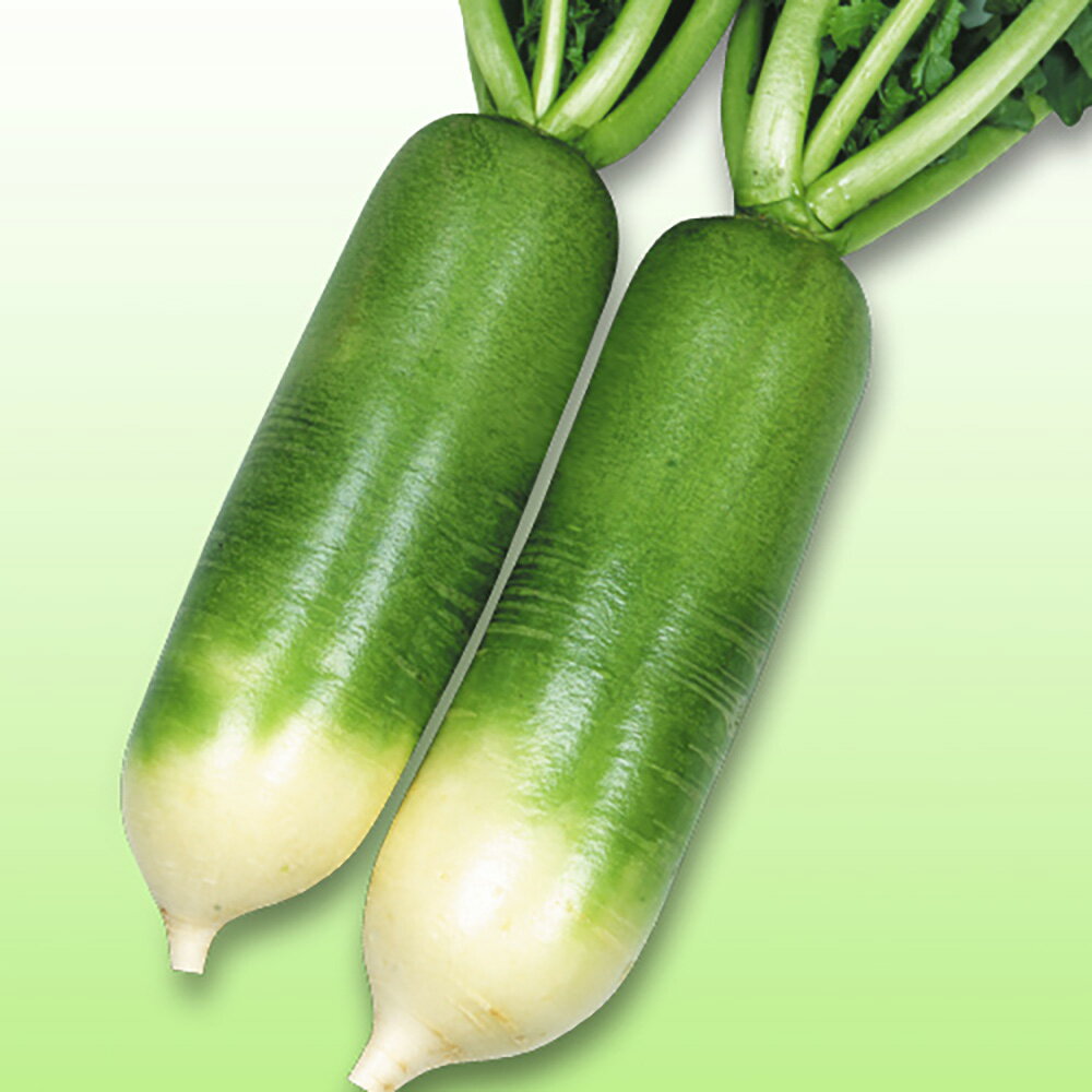 秋播きでは播種後50〜60日程度で収穫期となり、根長18〜21cm、根径7〜8cm、根重700〜800g程度となり、とてもよく揃います。