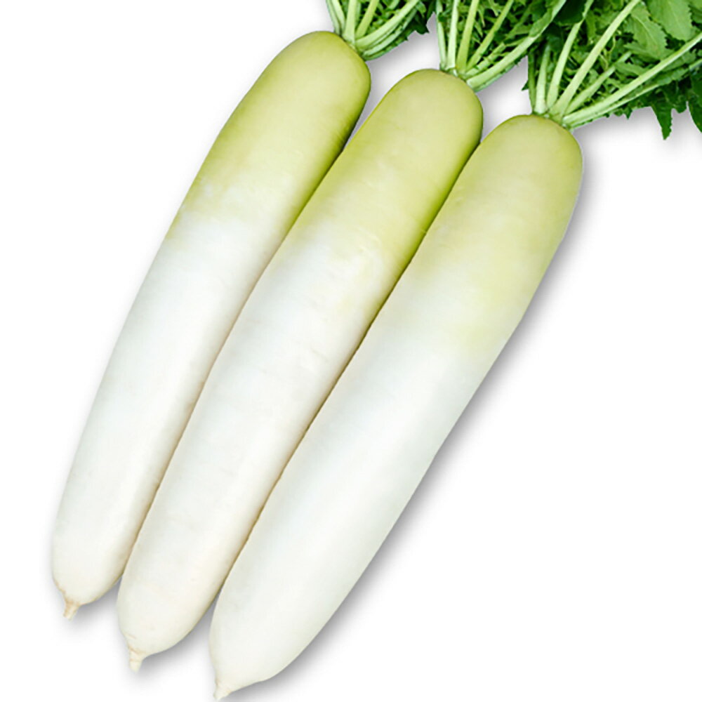 極晩抽性で、形状・品質の優れた青首総太りダイコン
