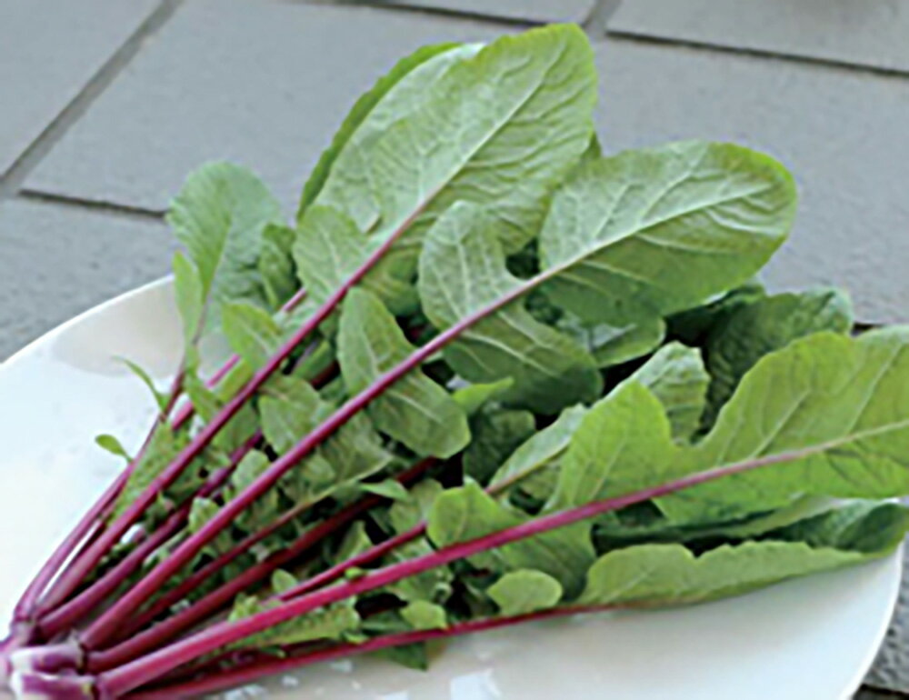 紅色が美しい！周年栽培できる赤軸葉大根!!