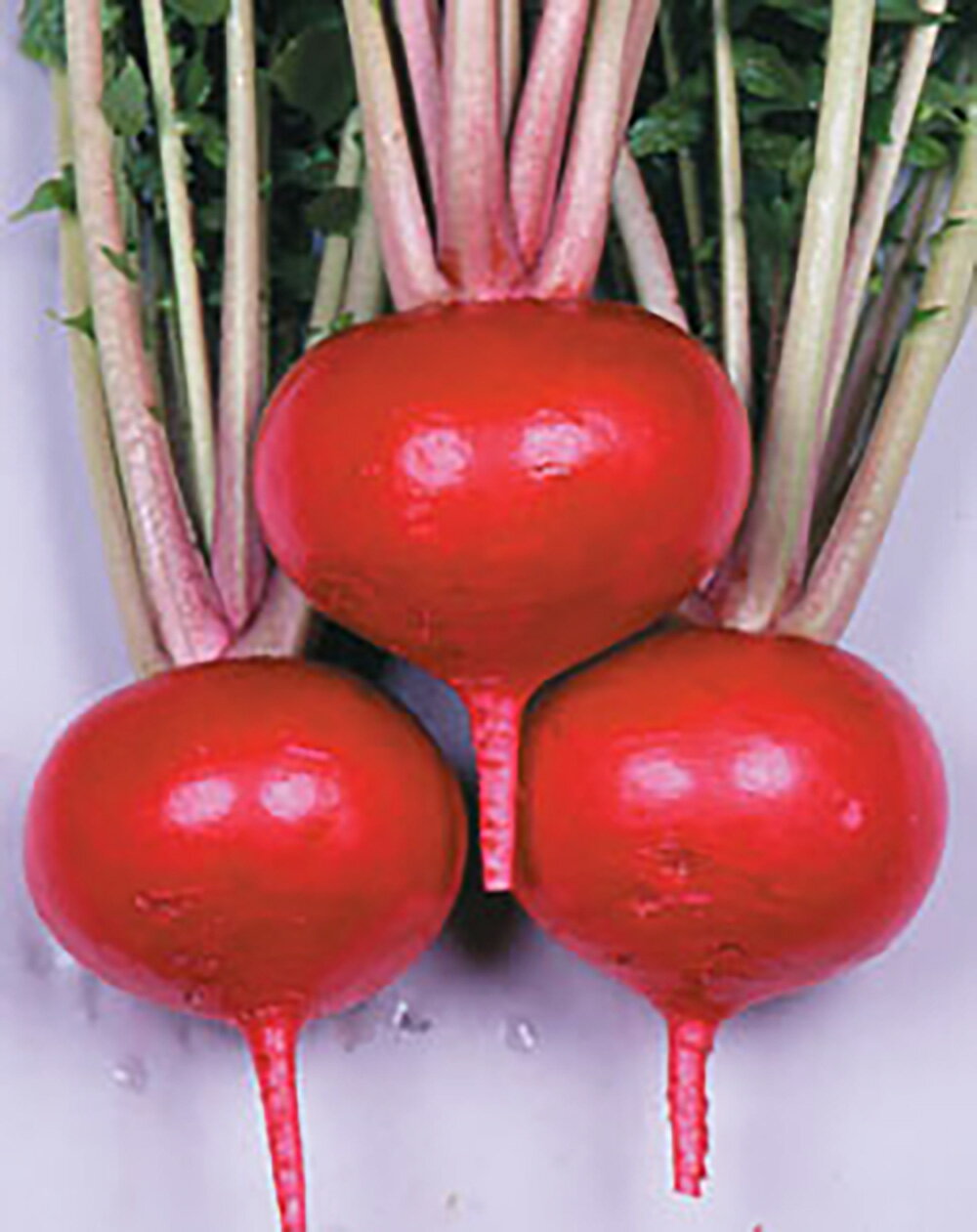 生育の早い根こぶ抵抗性の紅かぶ 肩張り・尻づまりよく品質最高