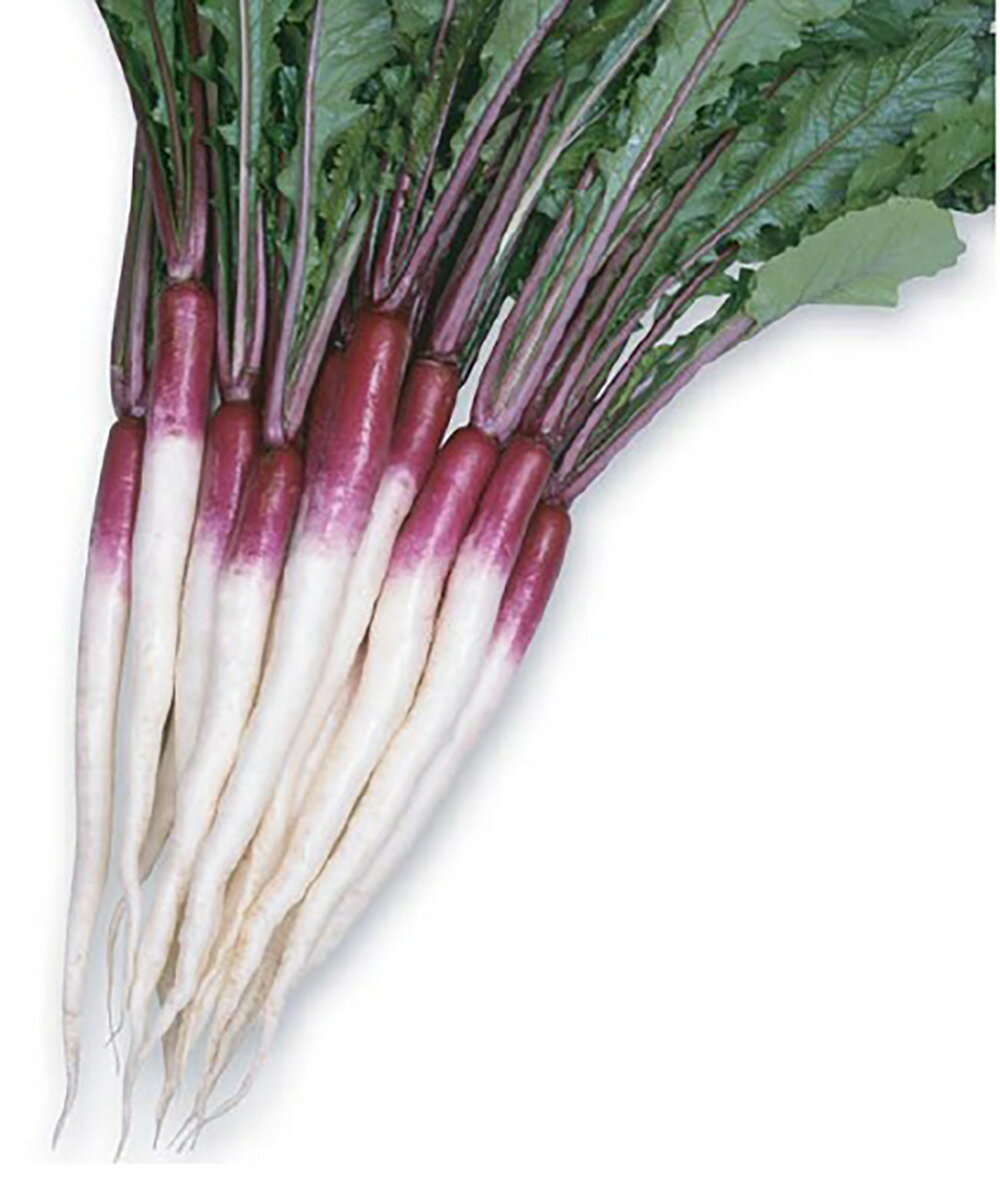 秀品率、在圃性に優れたF1日野菜かぶ