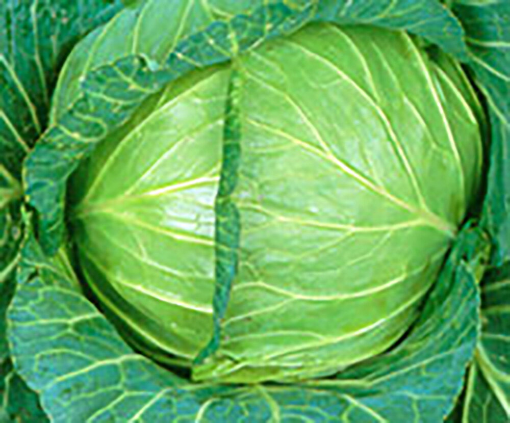 柔らかく、食味に優れた 夏・秋穫りキャベツ！！