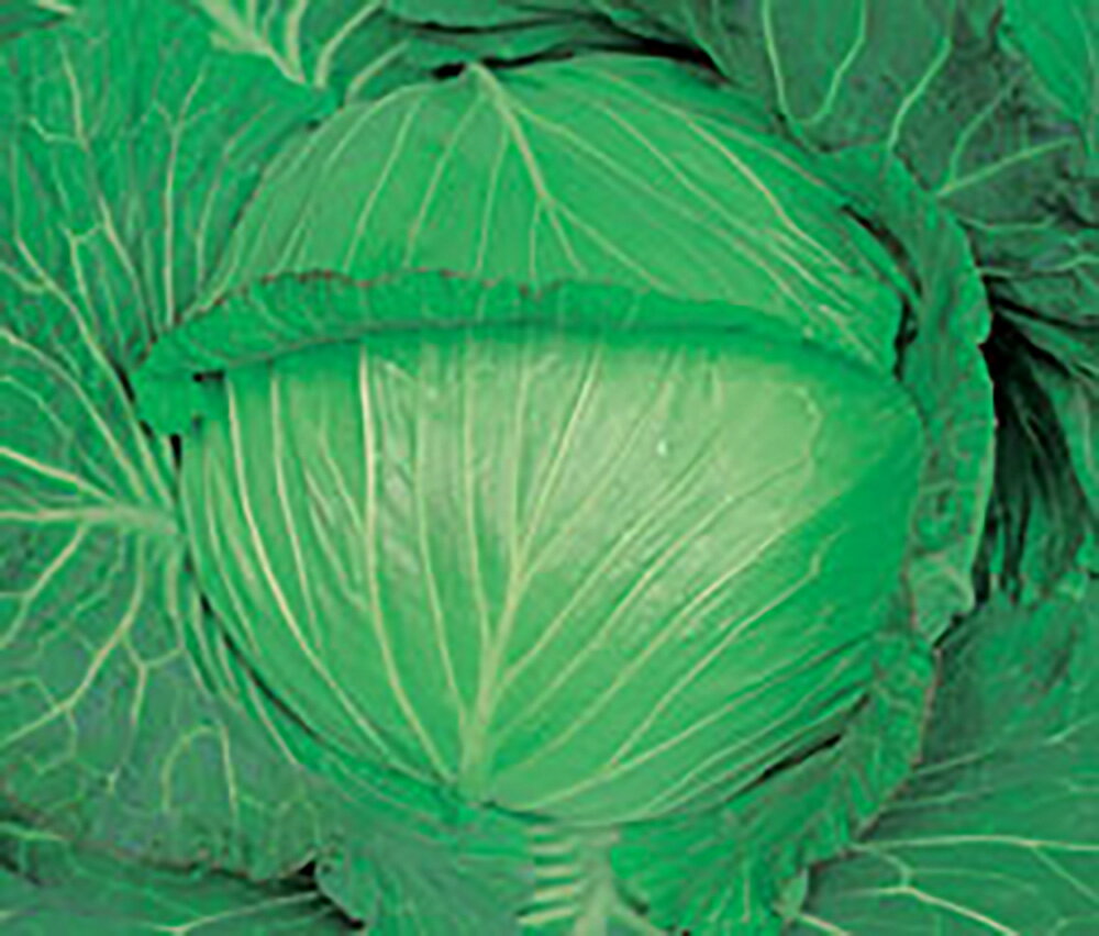 夏まき2〜3月穫りの充実肥大型