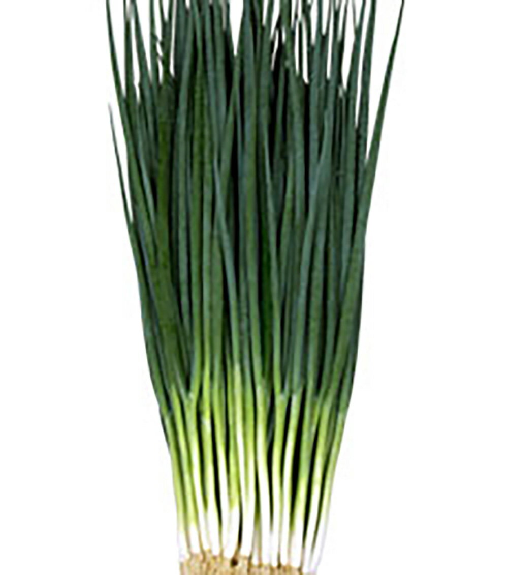 周年出荷に最適なF1葉葱