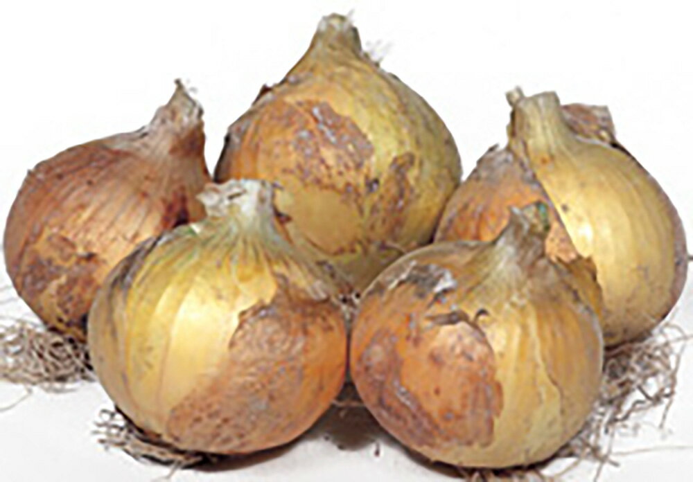 早太りで多収の球形たまねぎ