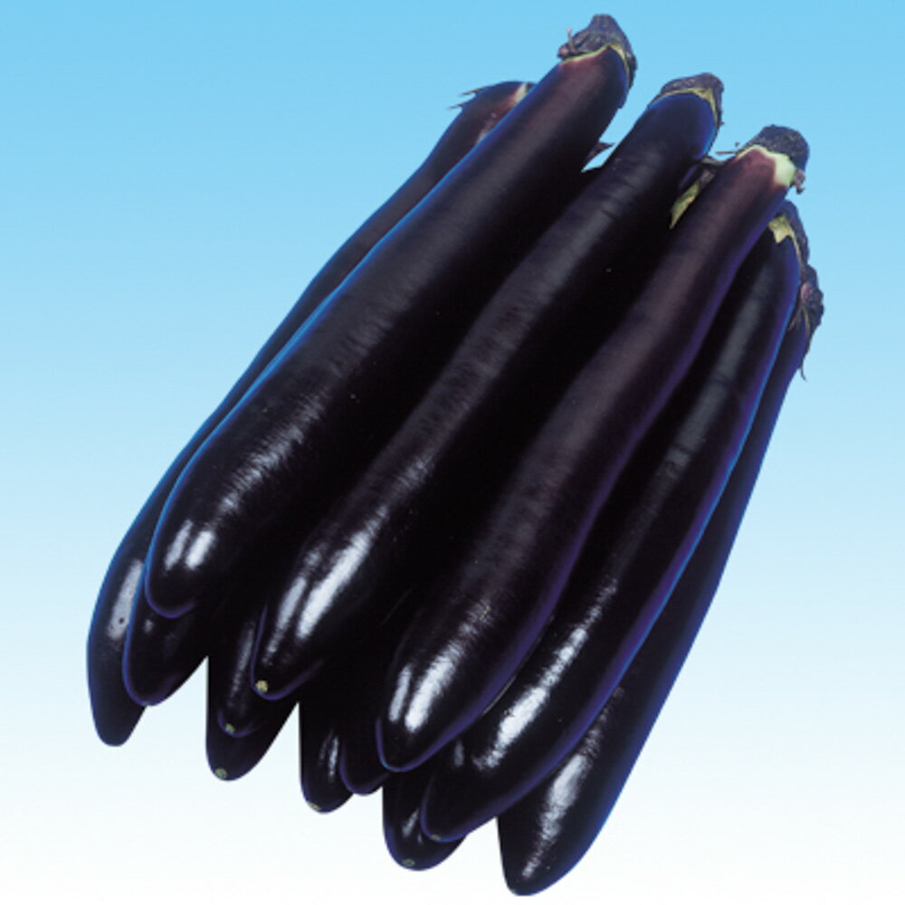 濃黒紫色でツヤの良い大長ナス！