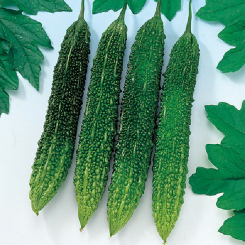 濃緑色のスマートな果形、長さ32cmの中細種！