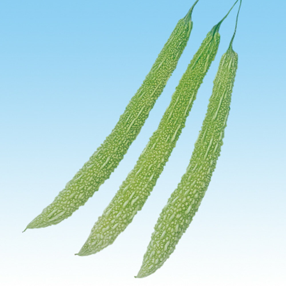 苦味もソフト、西南暖地の高級健康野菜！！