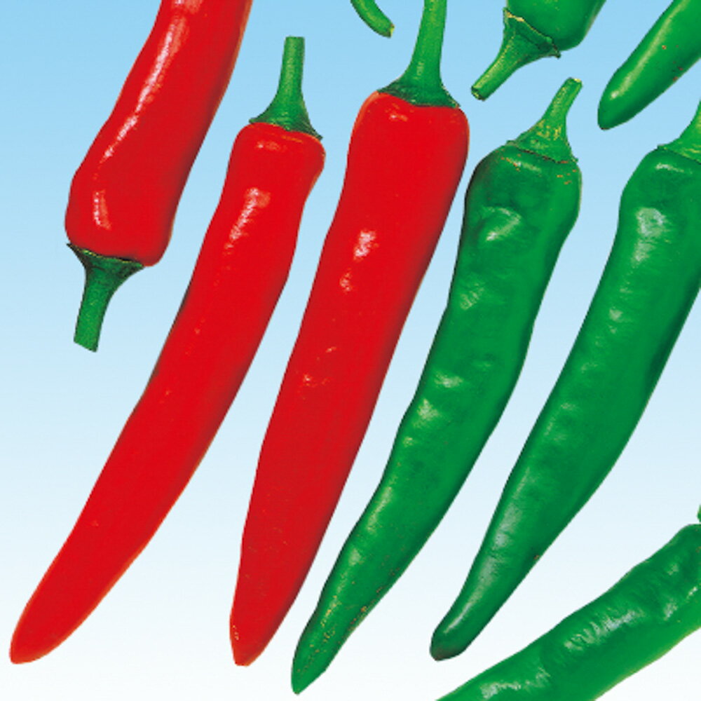 辛味の強い、大型トウガラシ！