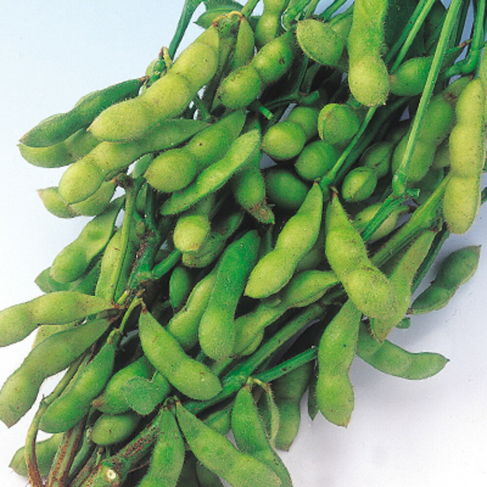 茶毛の早生種・3粒莢80％以上！