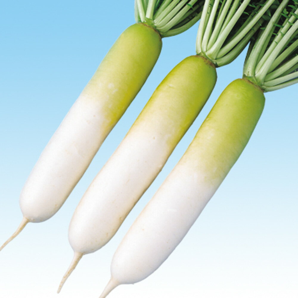 耐病性、耐寒性にすぐれたつまり型の冬どり大根