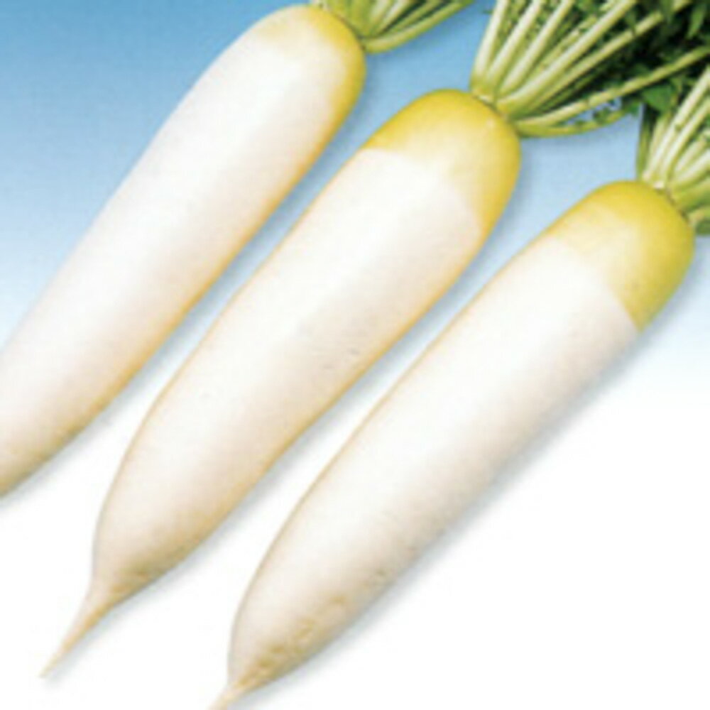 曲がりやうねりが少なく、揃いのよい品種。