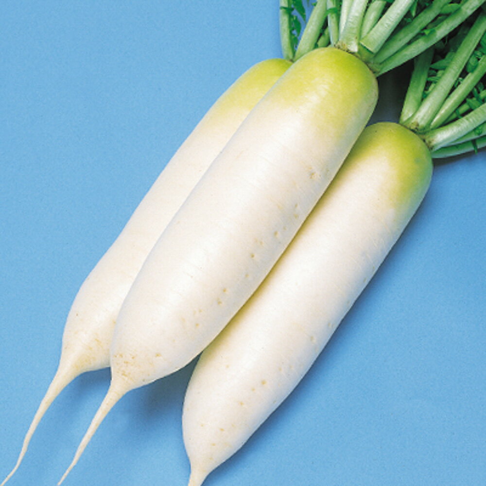 極晩抽性で揃い良好、青首つまり大根！