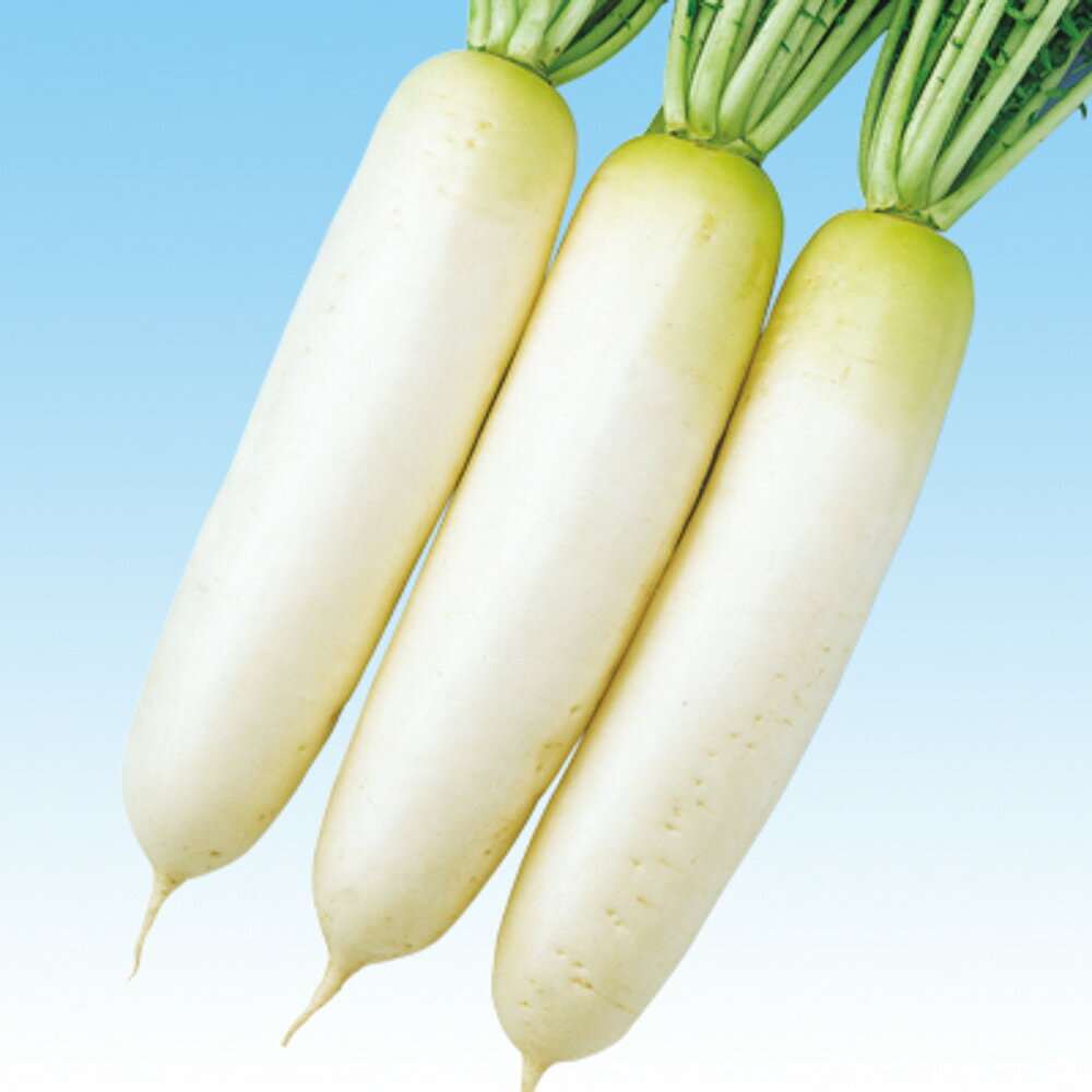 極晩抽性で尻詰まりの良い、揃い抜群の青首大根！