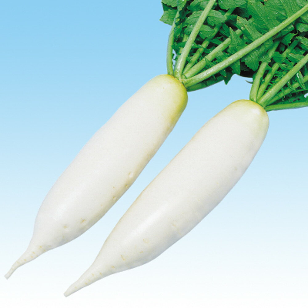 四季蒔きできる青果、加工兼用種！