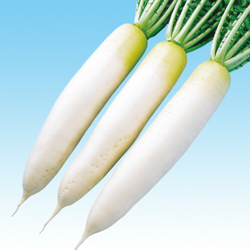 低温肥大性に優れ、年内まきのハウス・トンネル栽培に最適！