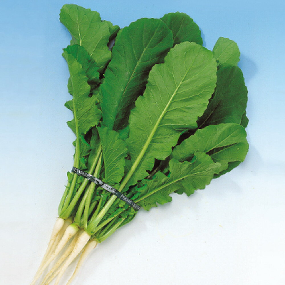 ニュータイプのF1葉とり大根！