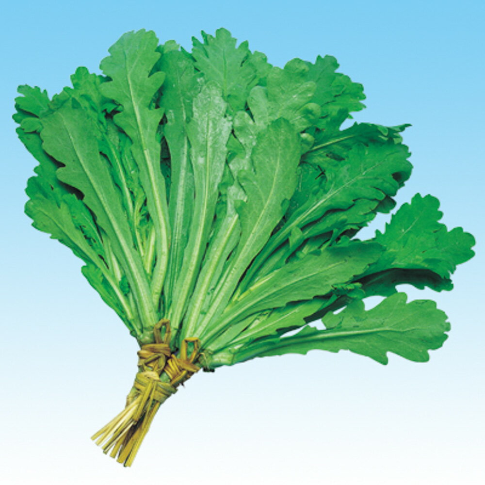 市場性高い極太葉系！