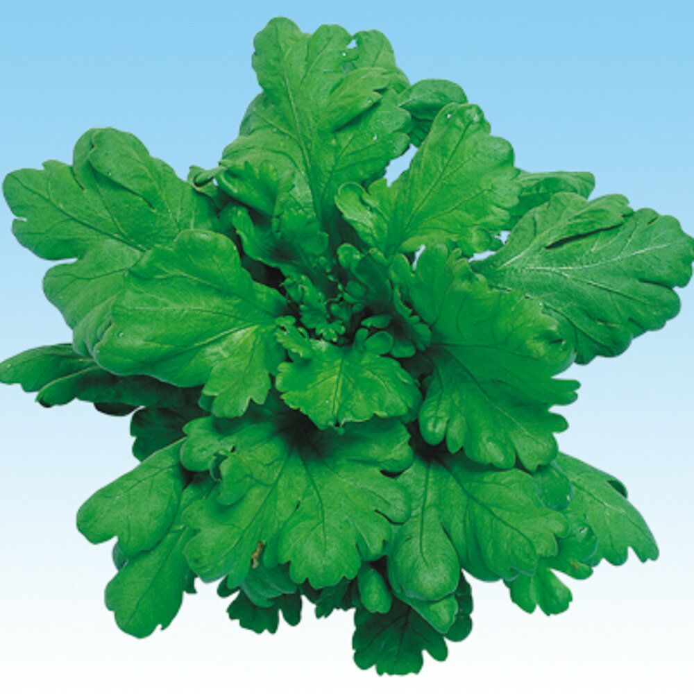 草勢強健、耐暑、耐寒性の強い早生種