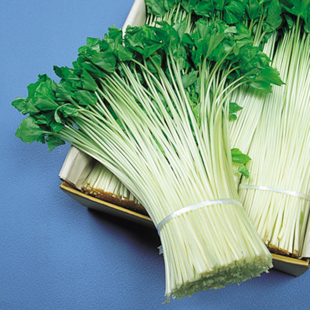 糸みつばの軟化栽培。青ミツバの露地栽培に最適