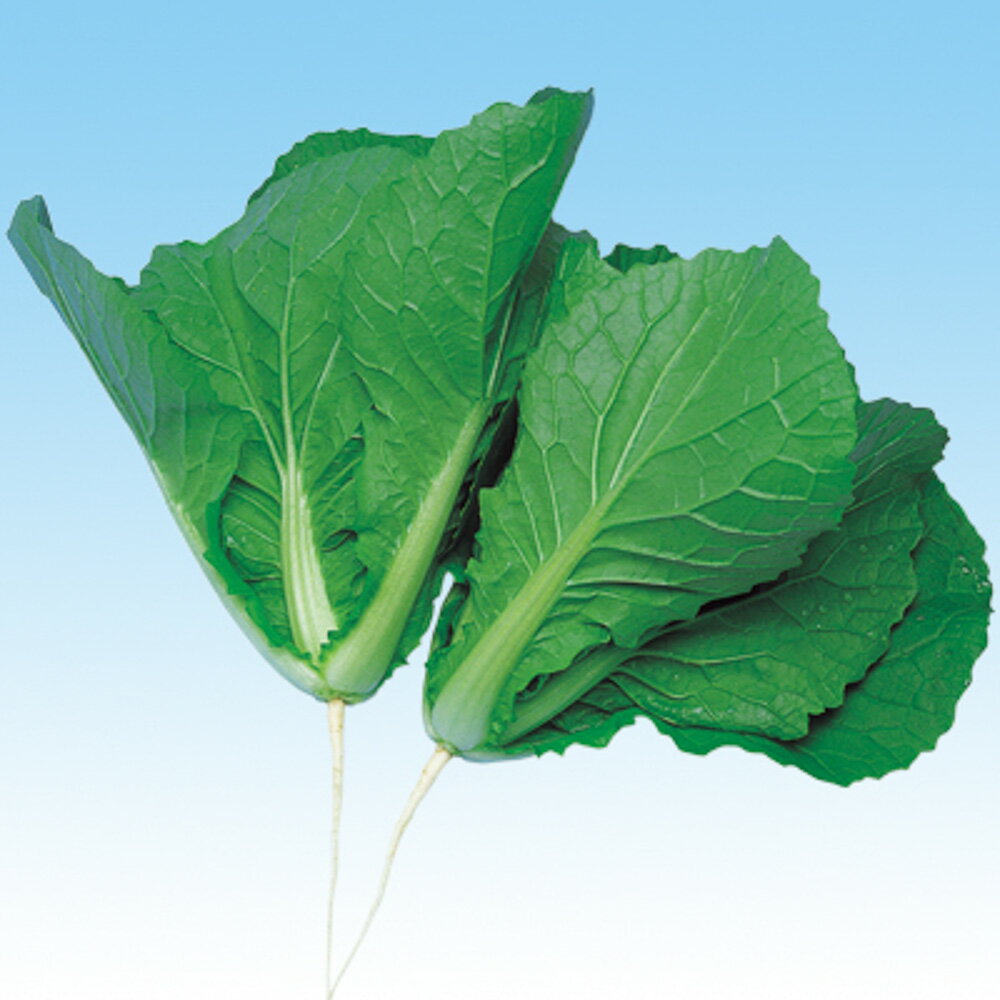 病気に強く、スピード成育