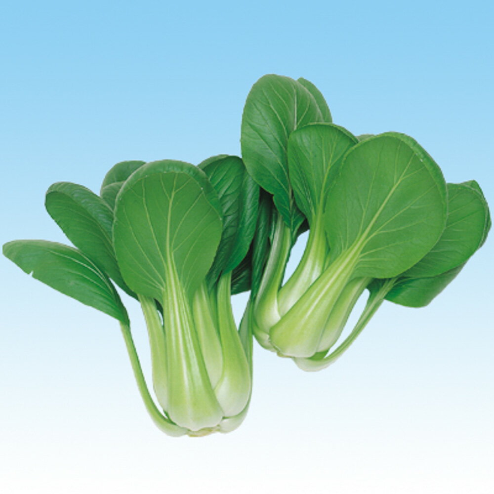 生育旺盛で強健、晩抽で揃い抜群！