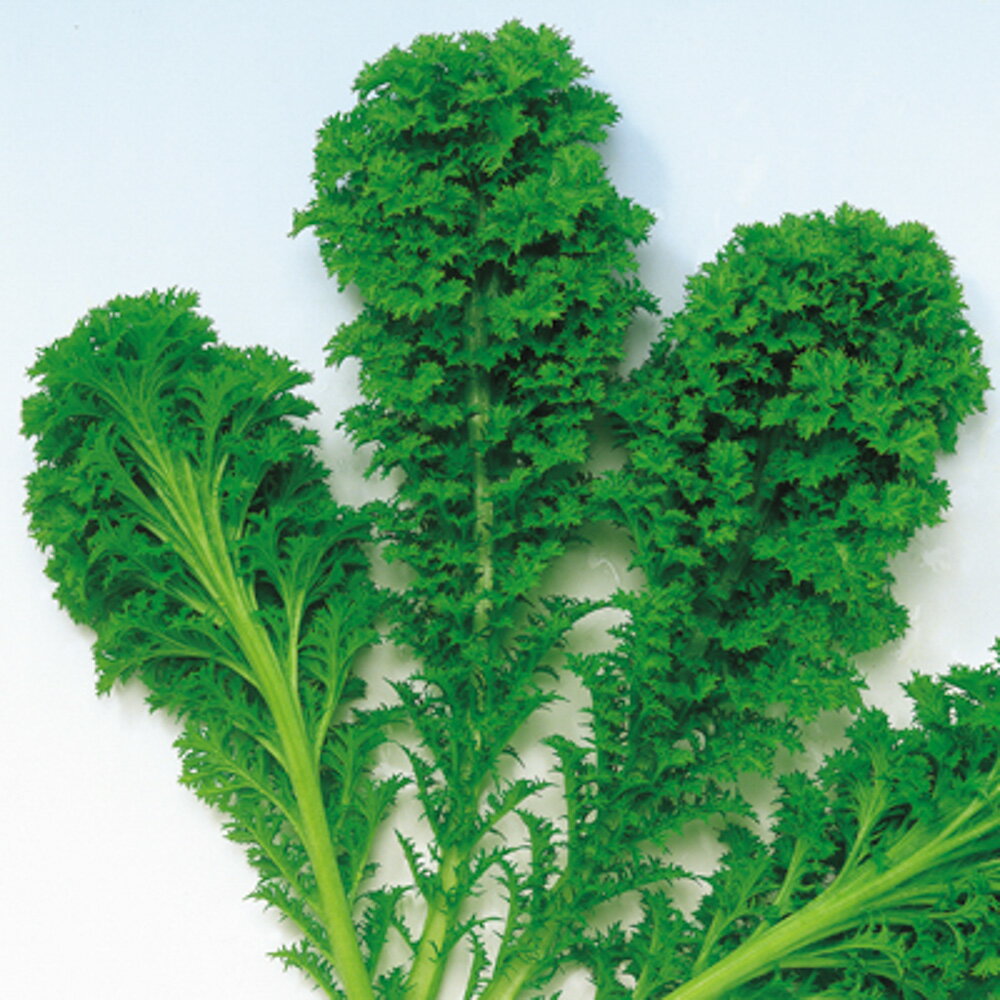 爽やかな辛みが好評、サラダ・漬物・お浸しに！