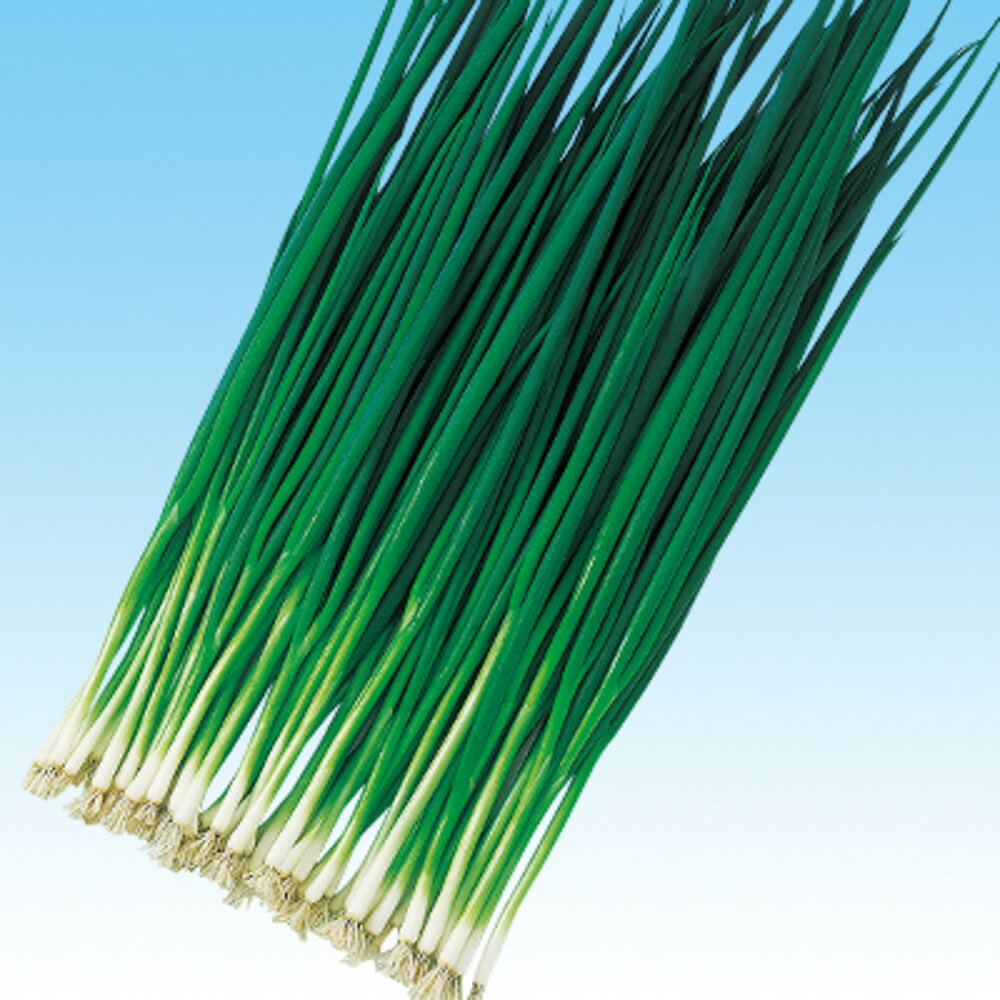 収量、作業性は抜群、極濃緑色のオールシーズンタイプ！