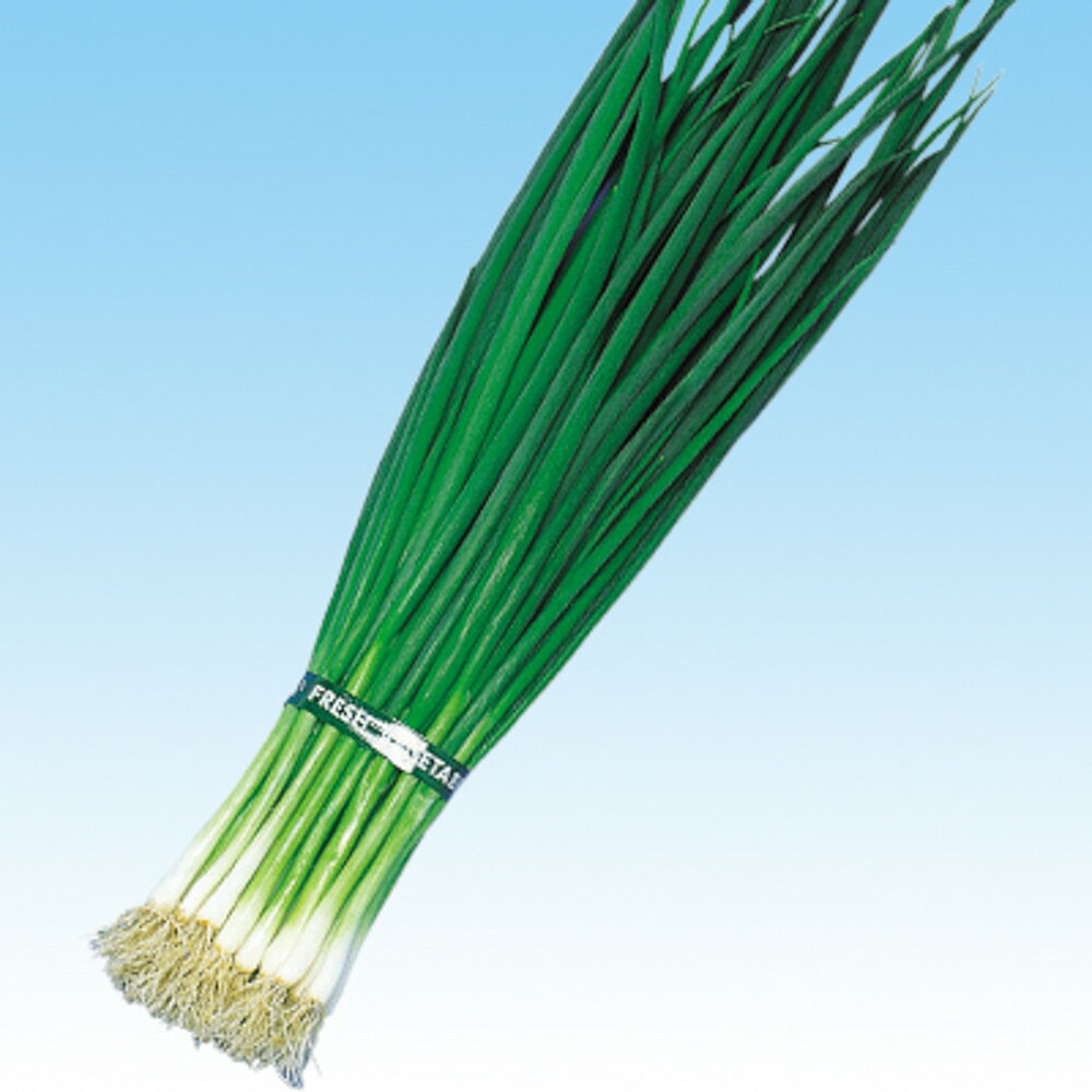 耐病性で作り易い増収型九条葱！