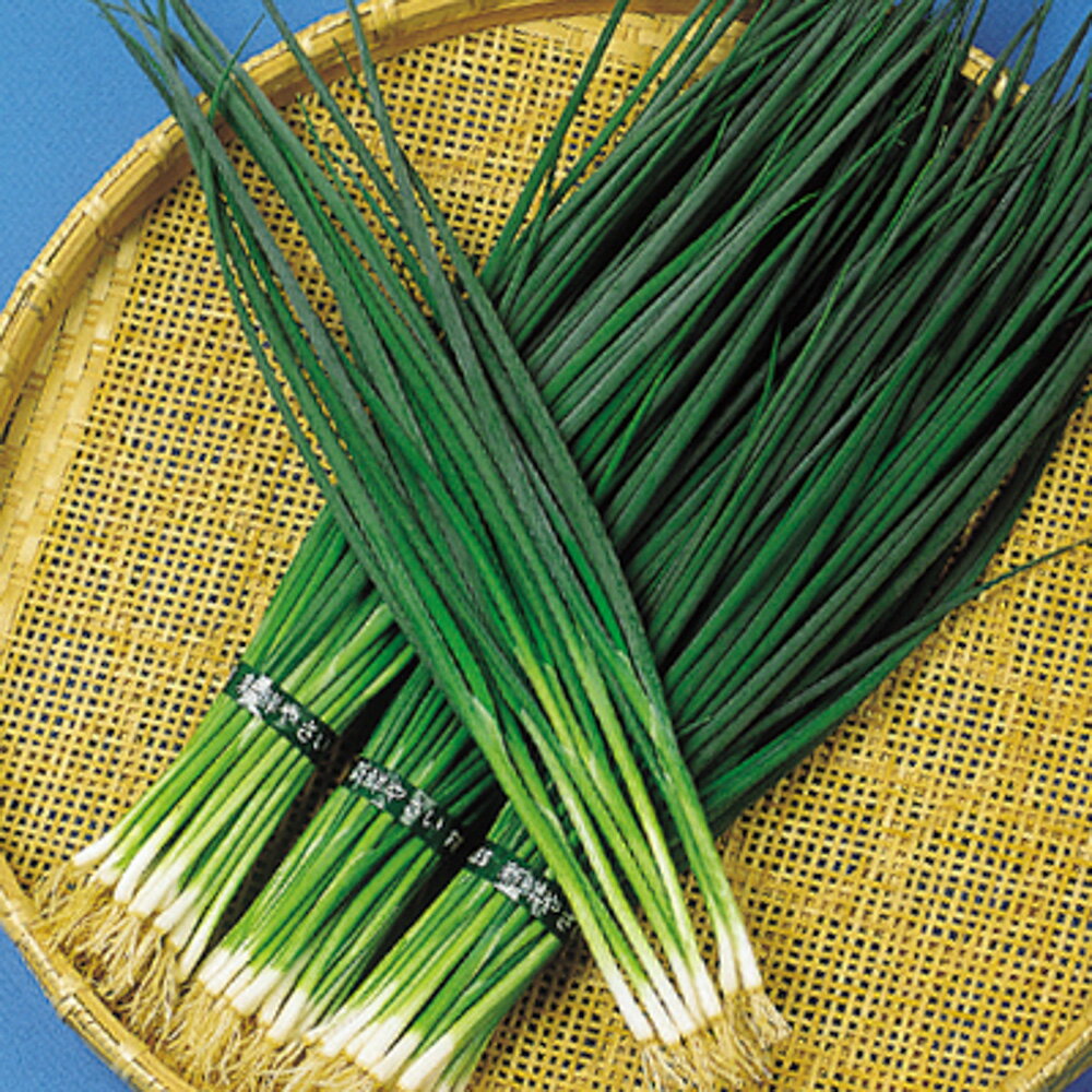 低温、乾燥期の伸長力は抜群