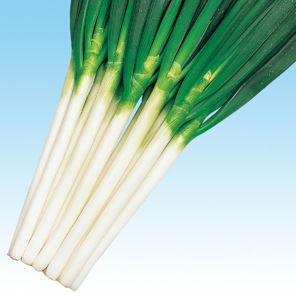 秋冬どりF1一本ねぎ！