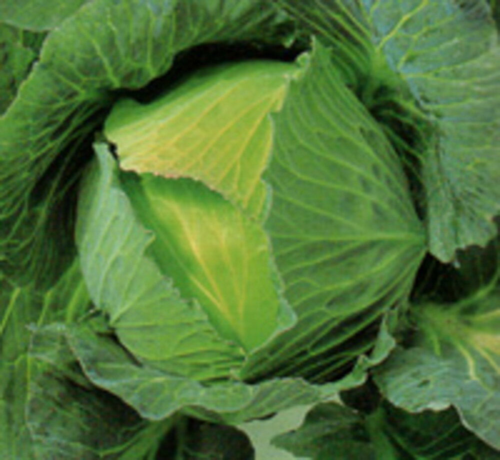 夏まき2〜4月どりに特性を発揮する。