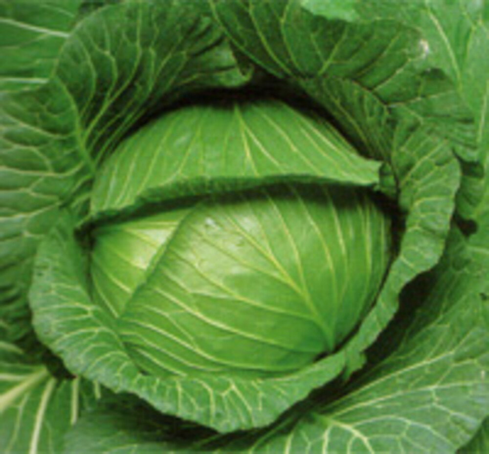 外葉は濃緑色で大きく、草勢の強い中晩生種