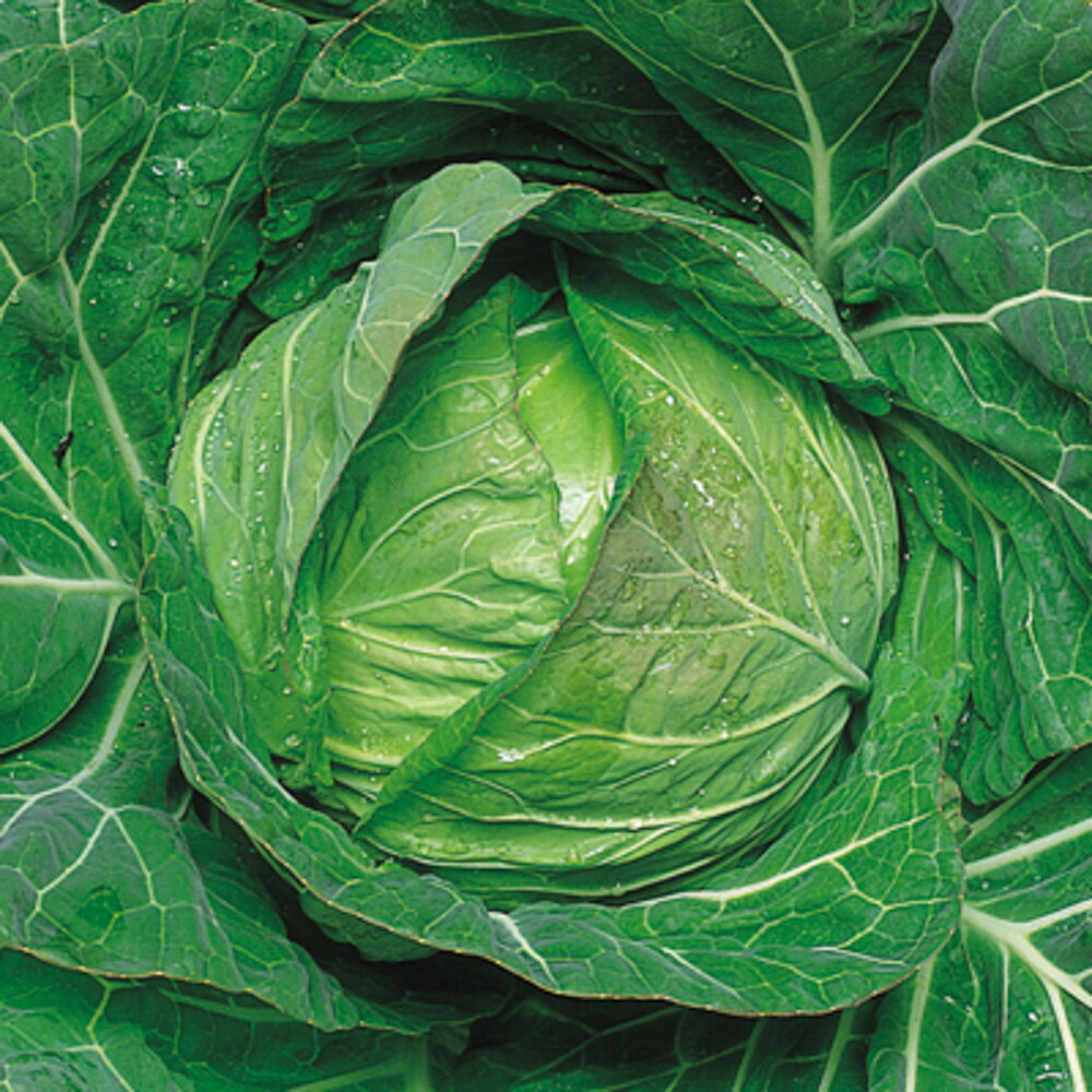 抜群の色と味、春系に近い冬?早春どり！