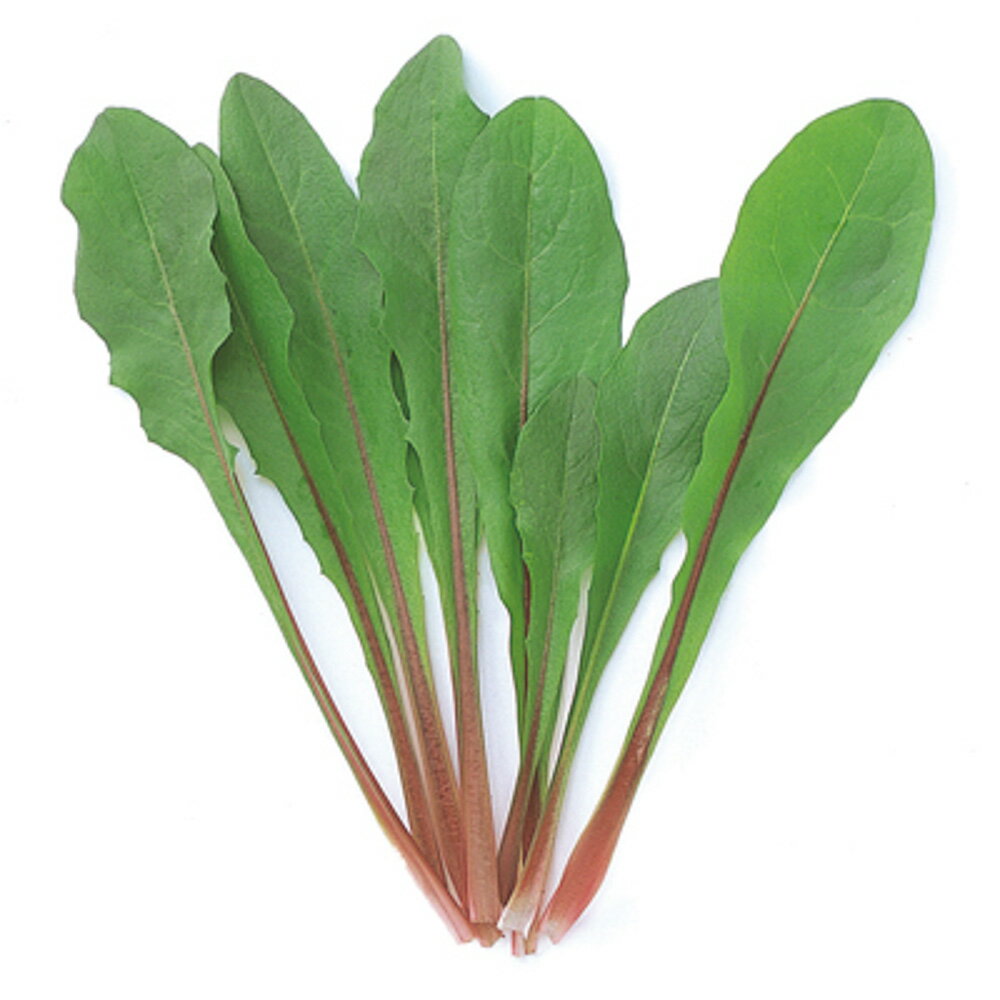 少し苦味があり、グリーンサラダに混ぜると彩りをあたえる