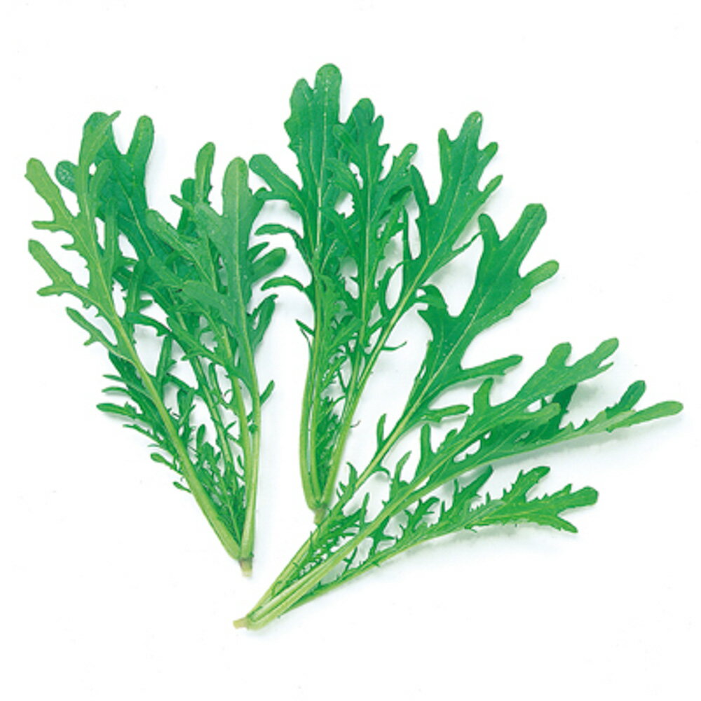 鮮緑色で切れ込みが入るミズナ風からし菜、さっぱりとした辛さ