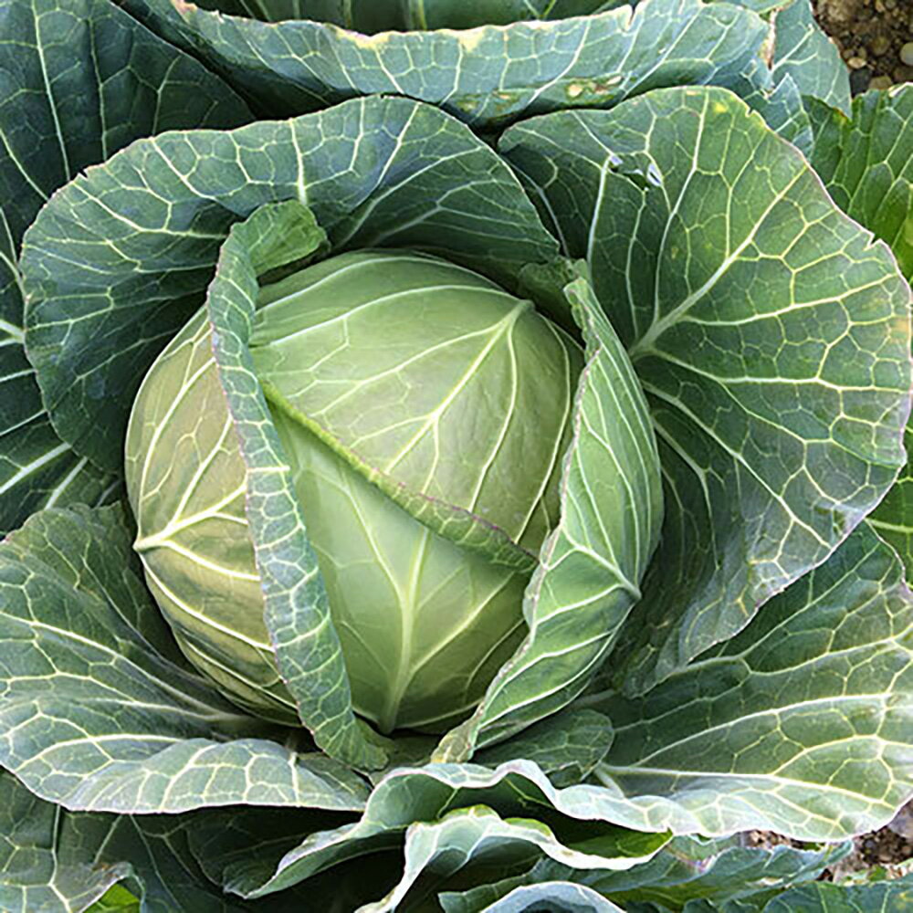 イオウ病抵抗性を持っていないので、苗床の消毒が必要です。9月以降の定植をお奨めします。