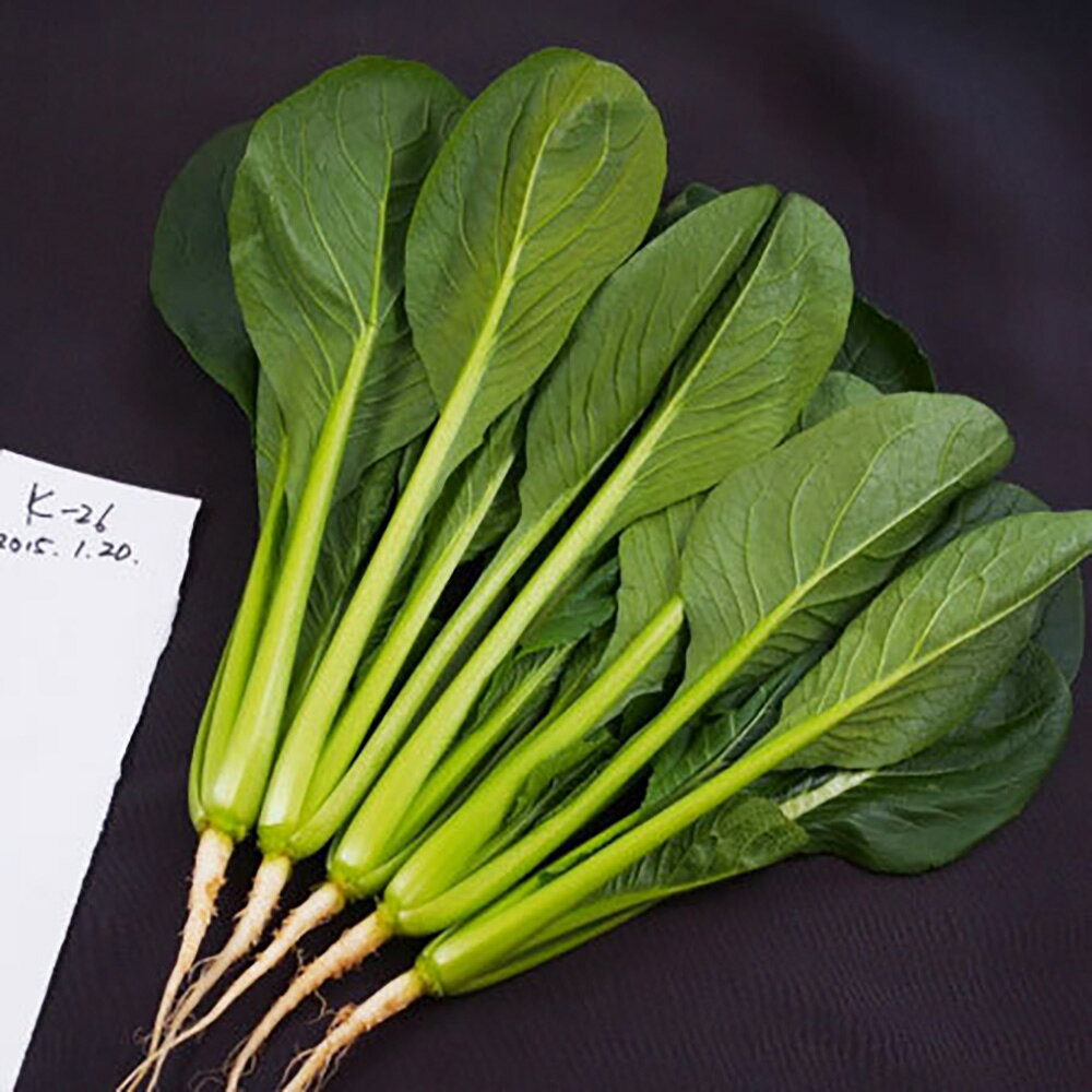 抜群の低温伸長性！極早生でも太さたっぷり！