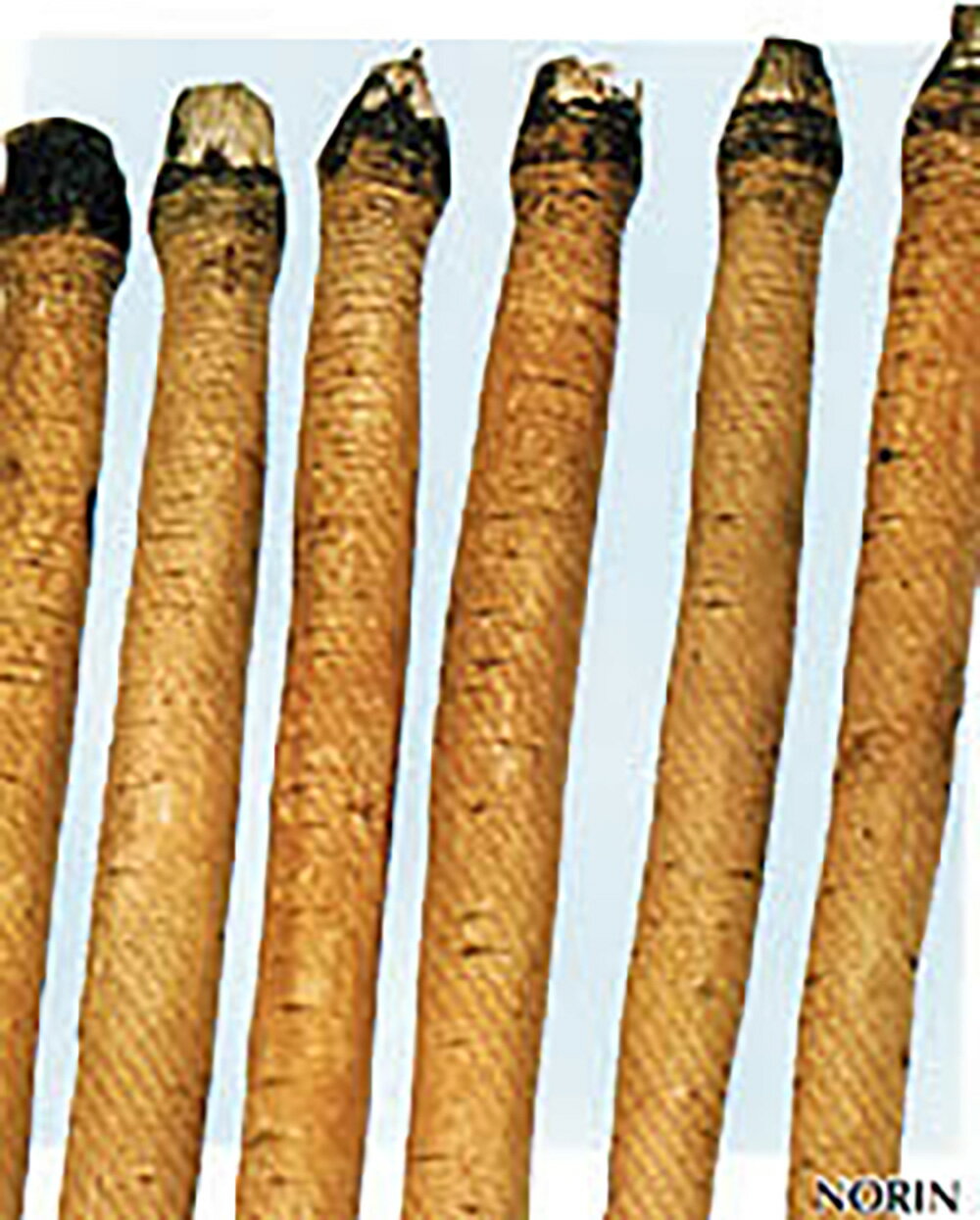 現在の長根ゴボウの元となった滝野川系の直系となる品種。