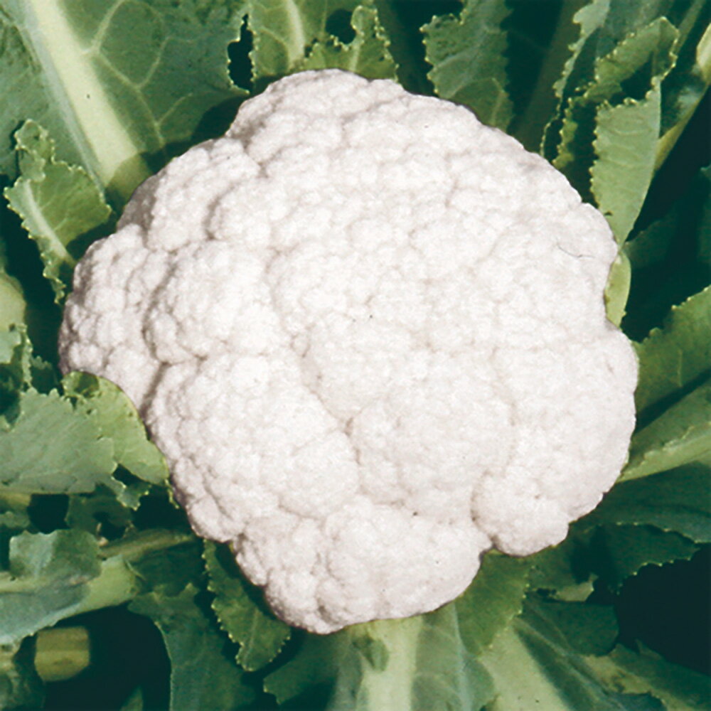 草姿やや立性、葉巾やや広め、花蕾は色白く豊円形で品質よい。