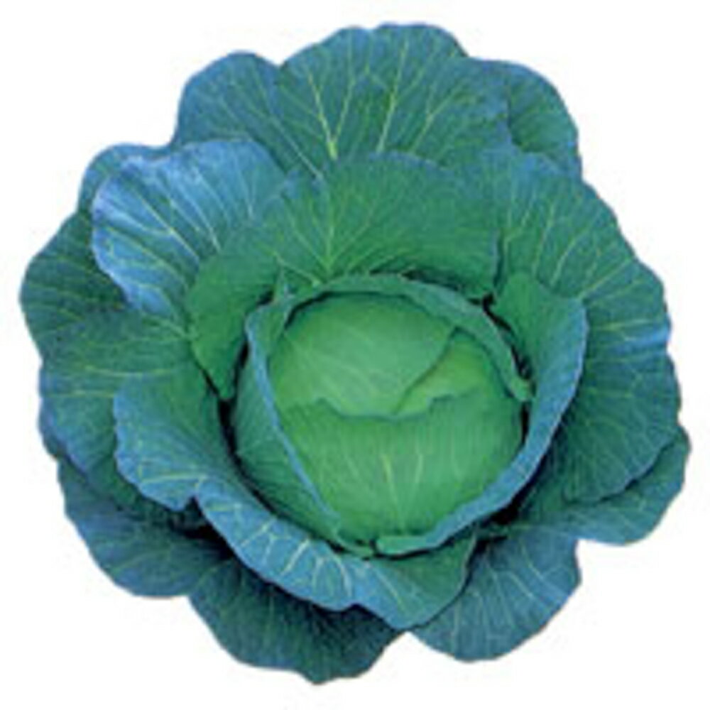 耐病性で中早生種。11〜12月どり、6〜7月どりにも最適。