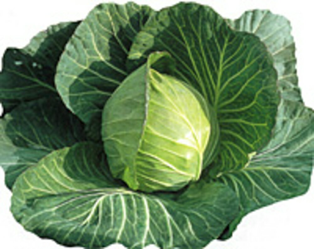 グリーンボールタイプの極早生種。強健で栽培容易