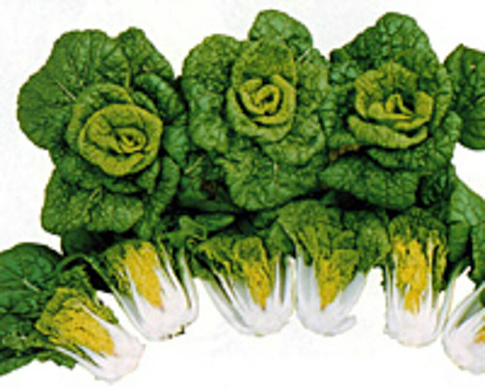 小型で重量感があり甘味と歯応えがあるとてもおいしい白菜です。