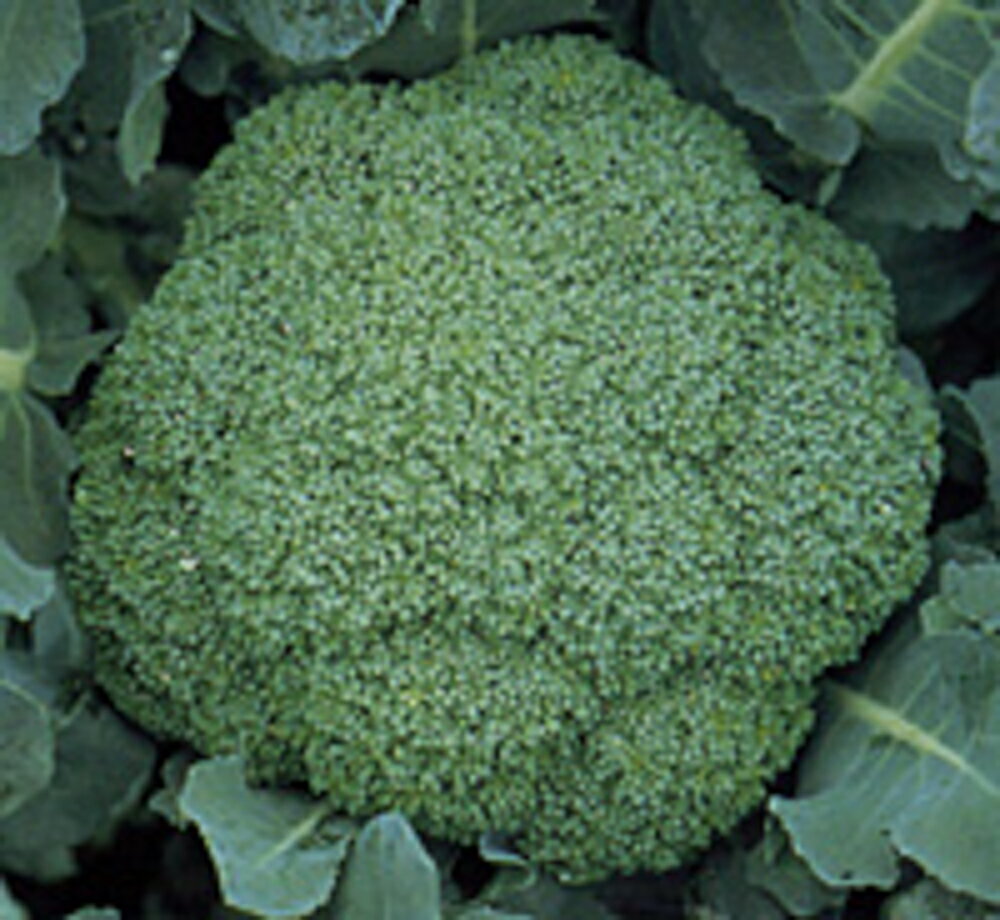 夏まきで10月下旬〜12月収穫。晩秋、早春まきで5〜6月収穫