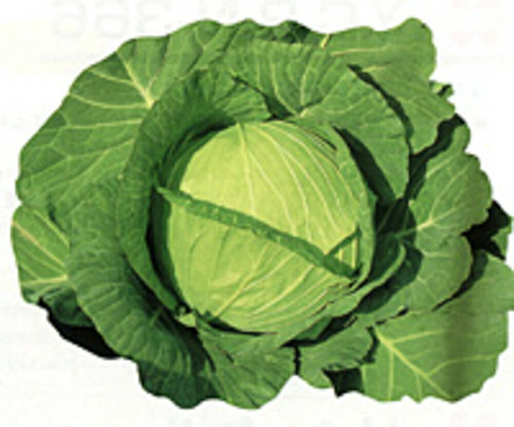 9月下旬〜11月どり。葉質柔軟、食味抜群で生食に好適。