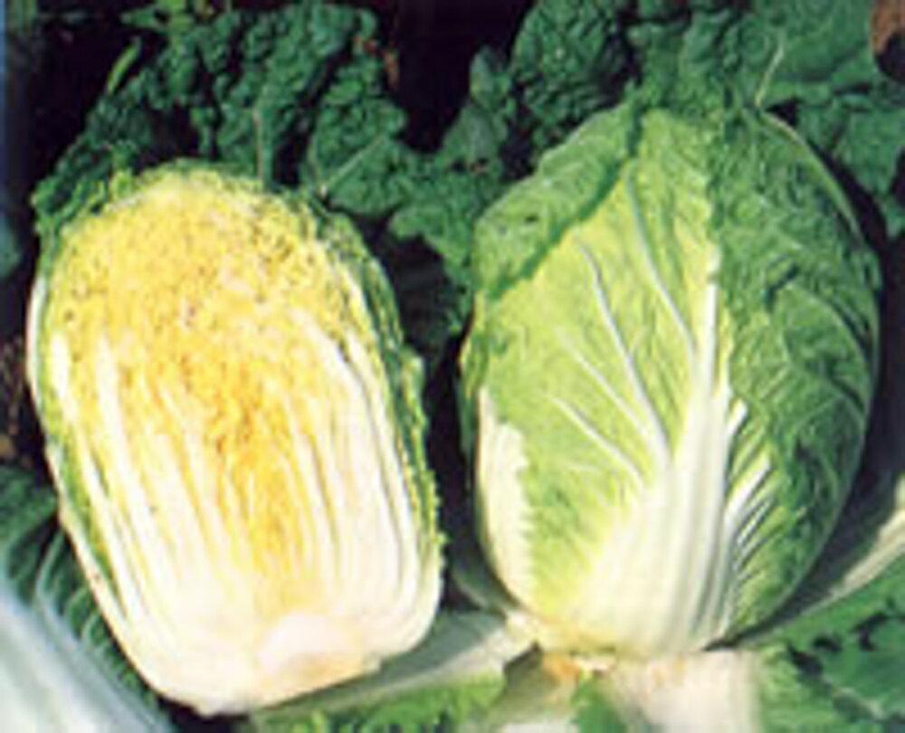 春・秋まきのできる黄芯系早生種。生理障害に強く品質もよい。