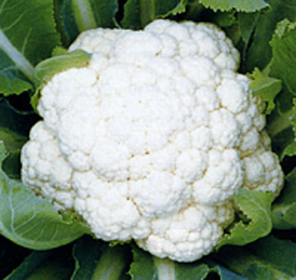 栽培容易な10月どり極早生種。草姿立性、花蕾は色白く良質